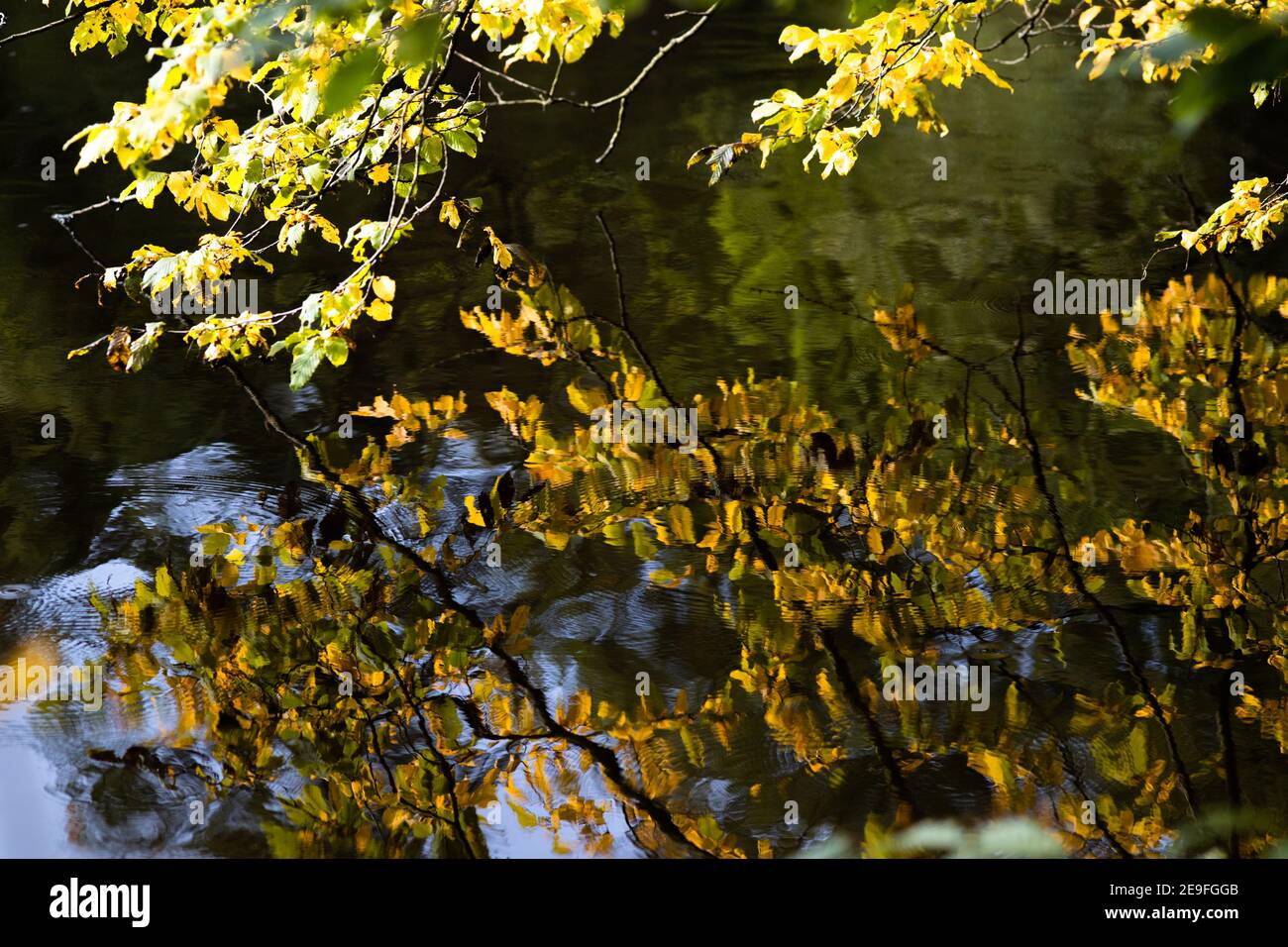 Detail of a colorful autumn tree with yellow foliage and its reflection ...