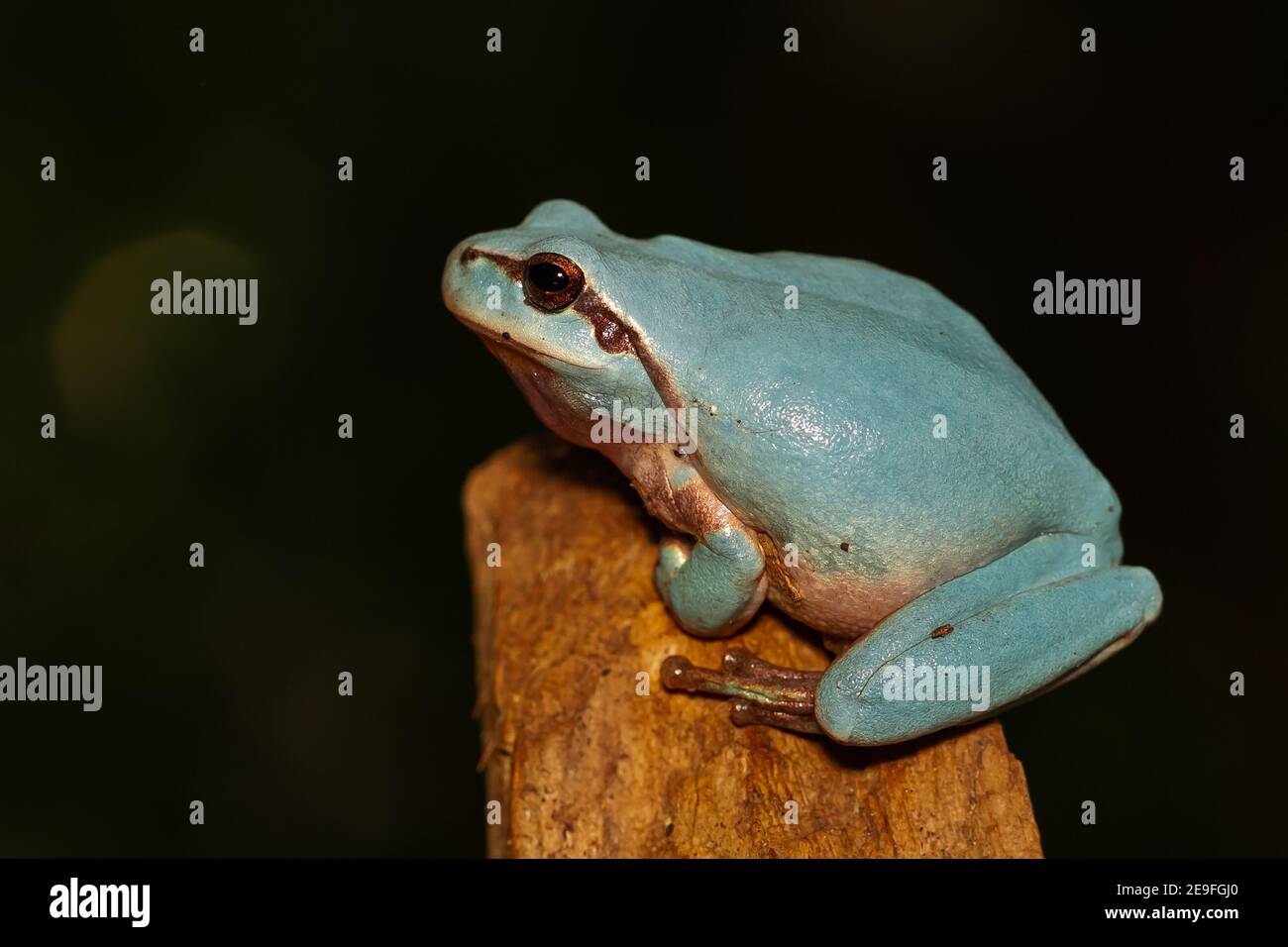 Unique blue Mediterranean tree frog on a branch on a dark background ...