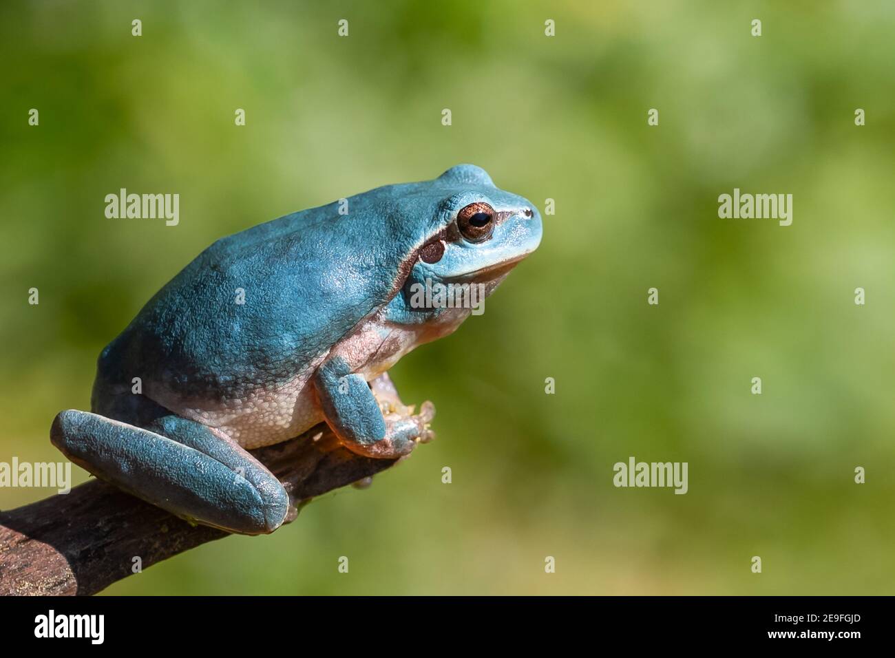 Blue Pacific Tree Frog
