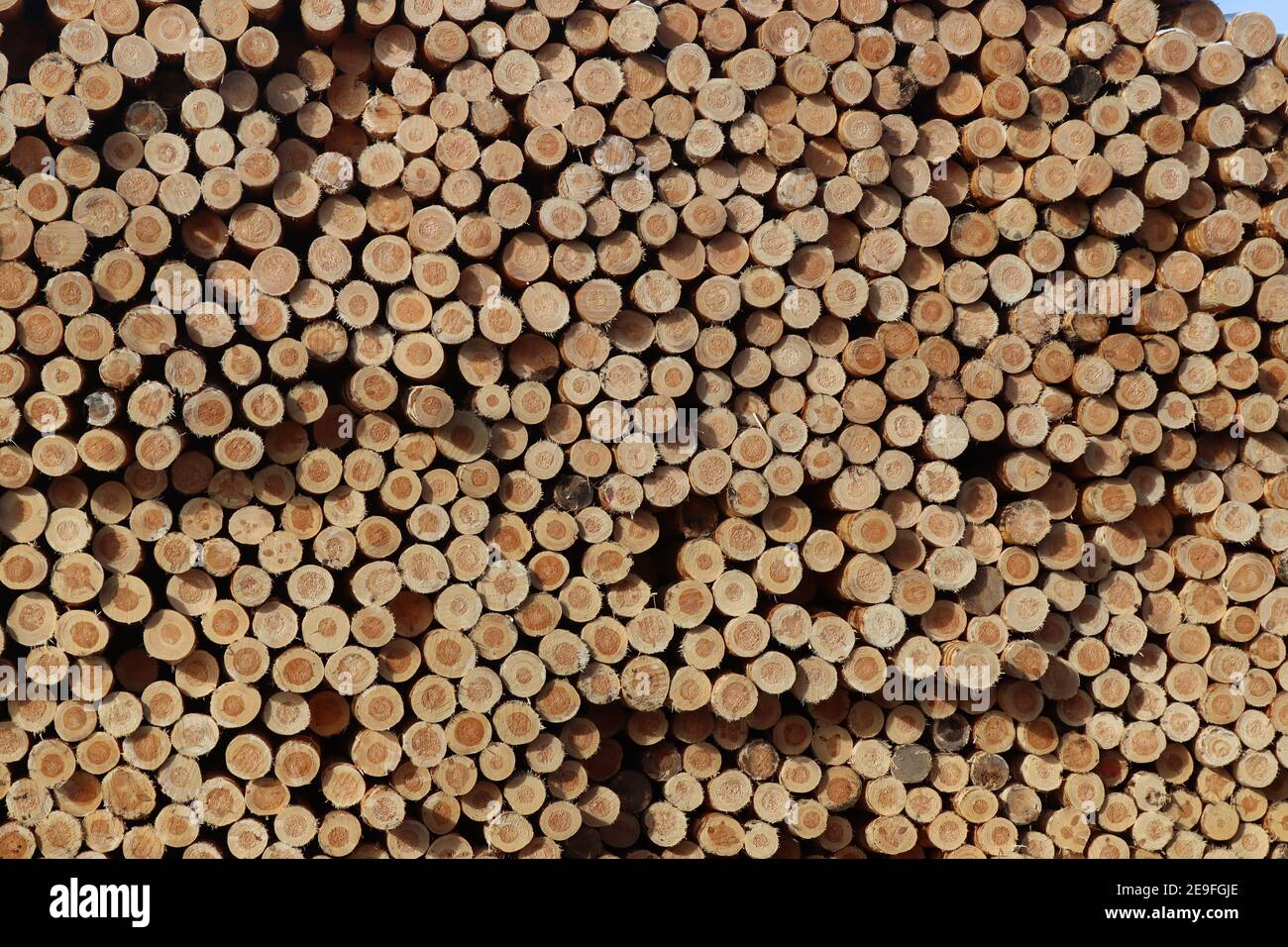 Stack of cut tree trunks, texture for wallpaper or background Stock ...