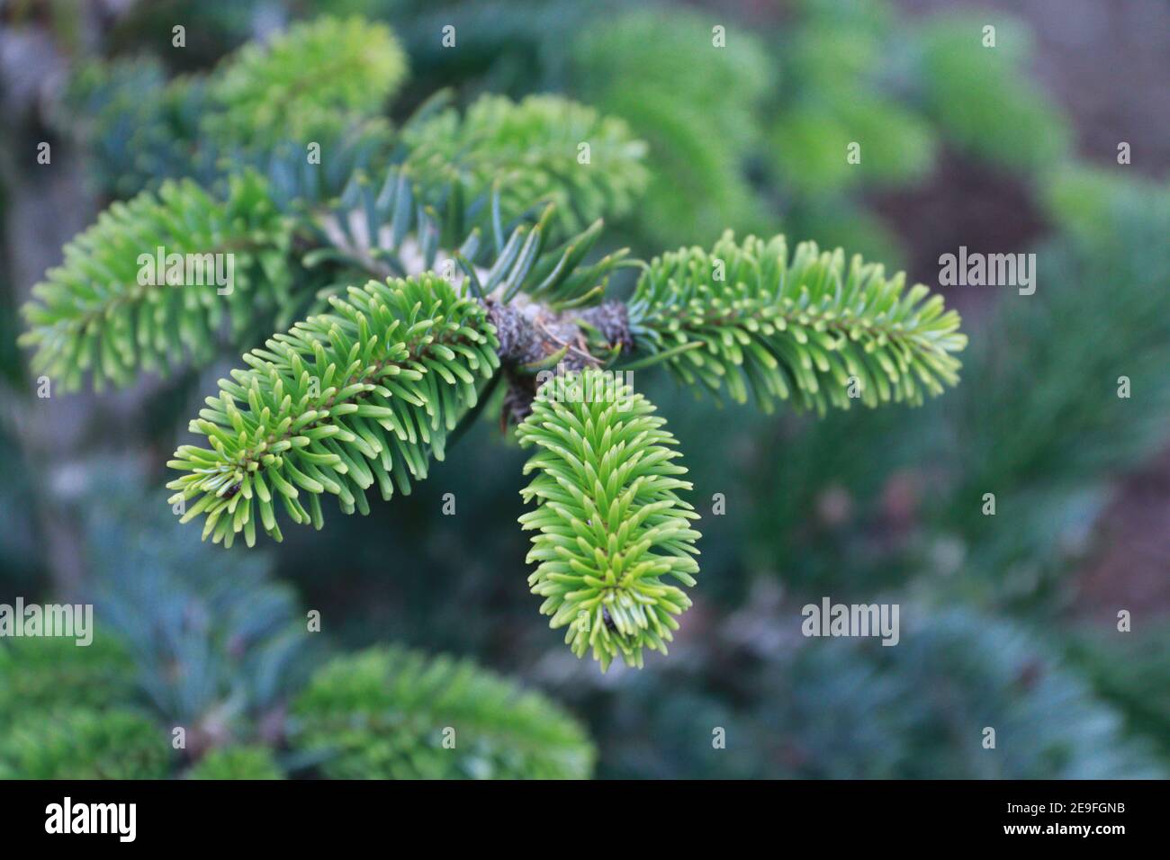 Spanish fir branch, a species of tree in the family Pinaceae Stock ...