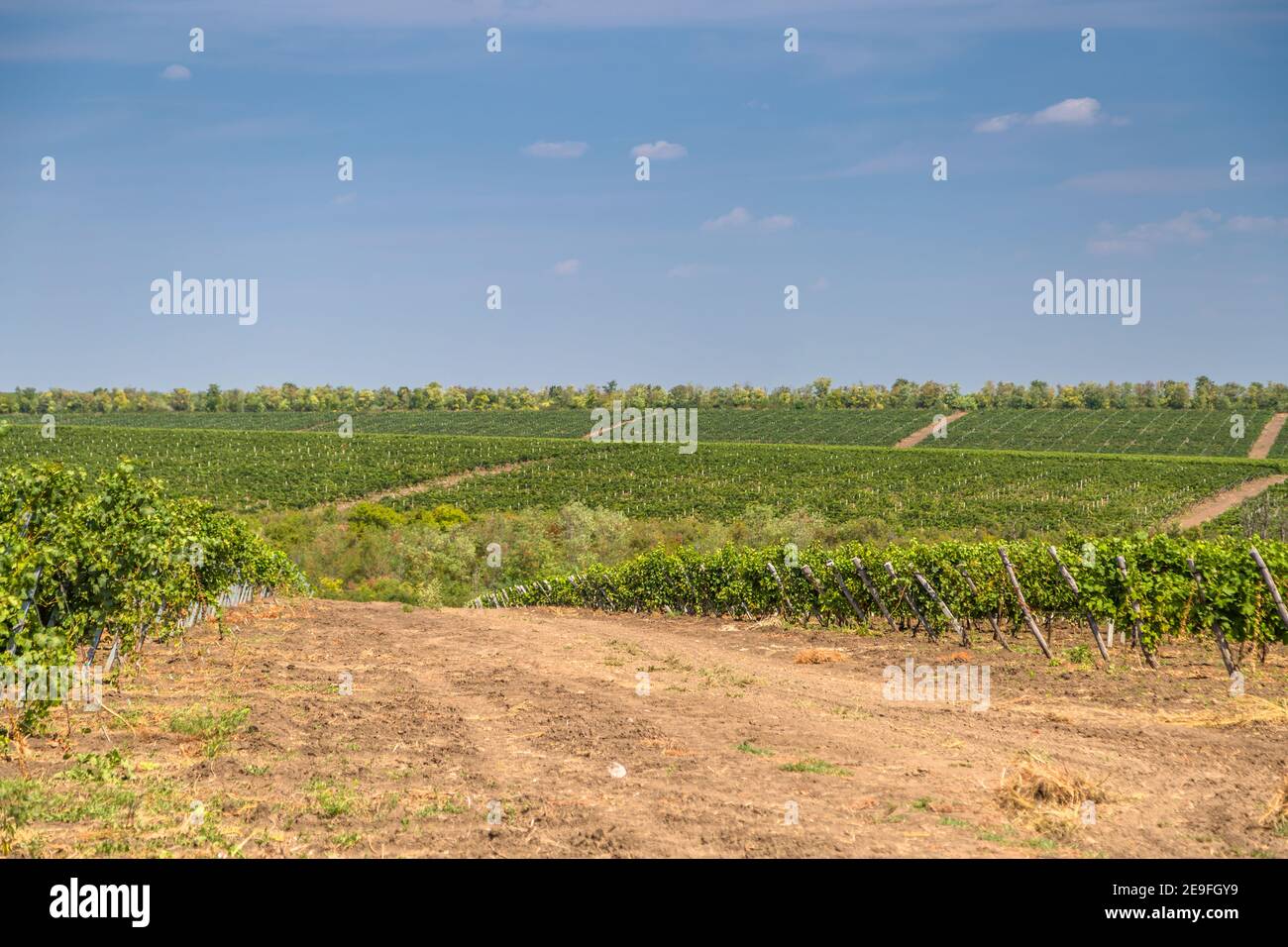 Moldova vineyard hi-res stock photography and images - Alamy