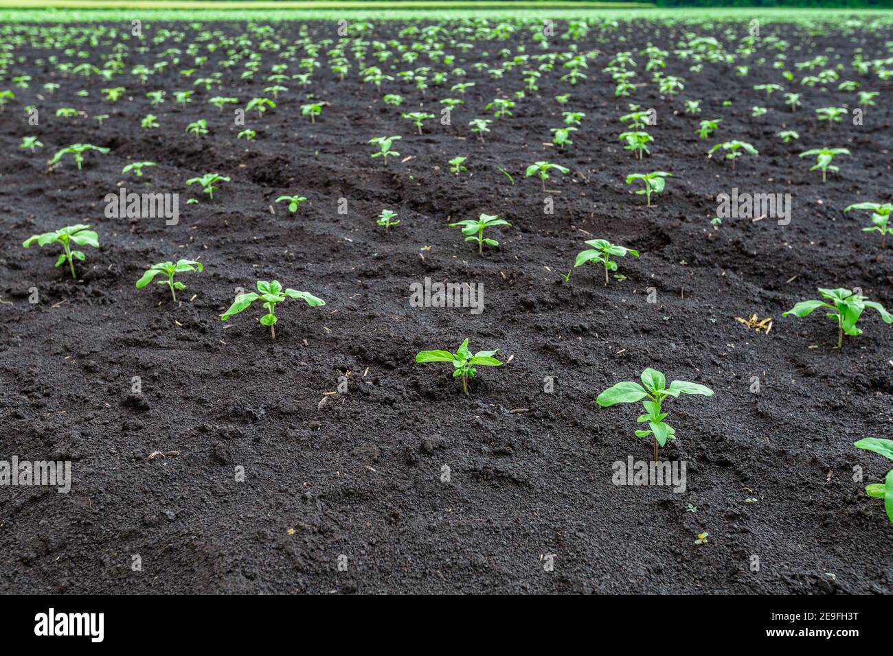 A close-up of a sprout of sunflower sprouts lit by the afternoon sun on ...