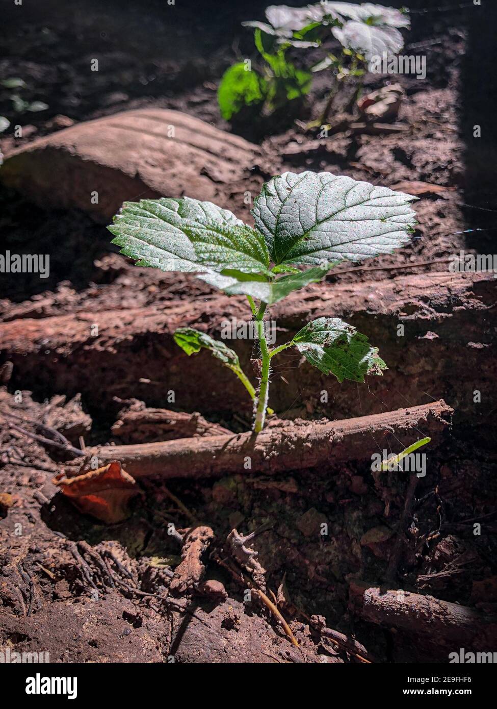 Closeup vertical shot of a sunlit plant sprout in an agricultural land ...