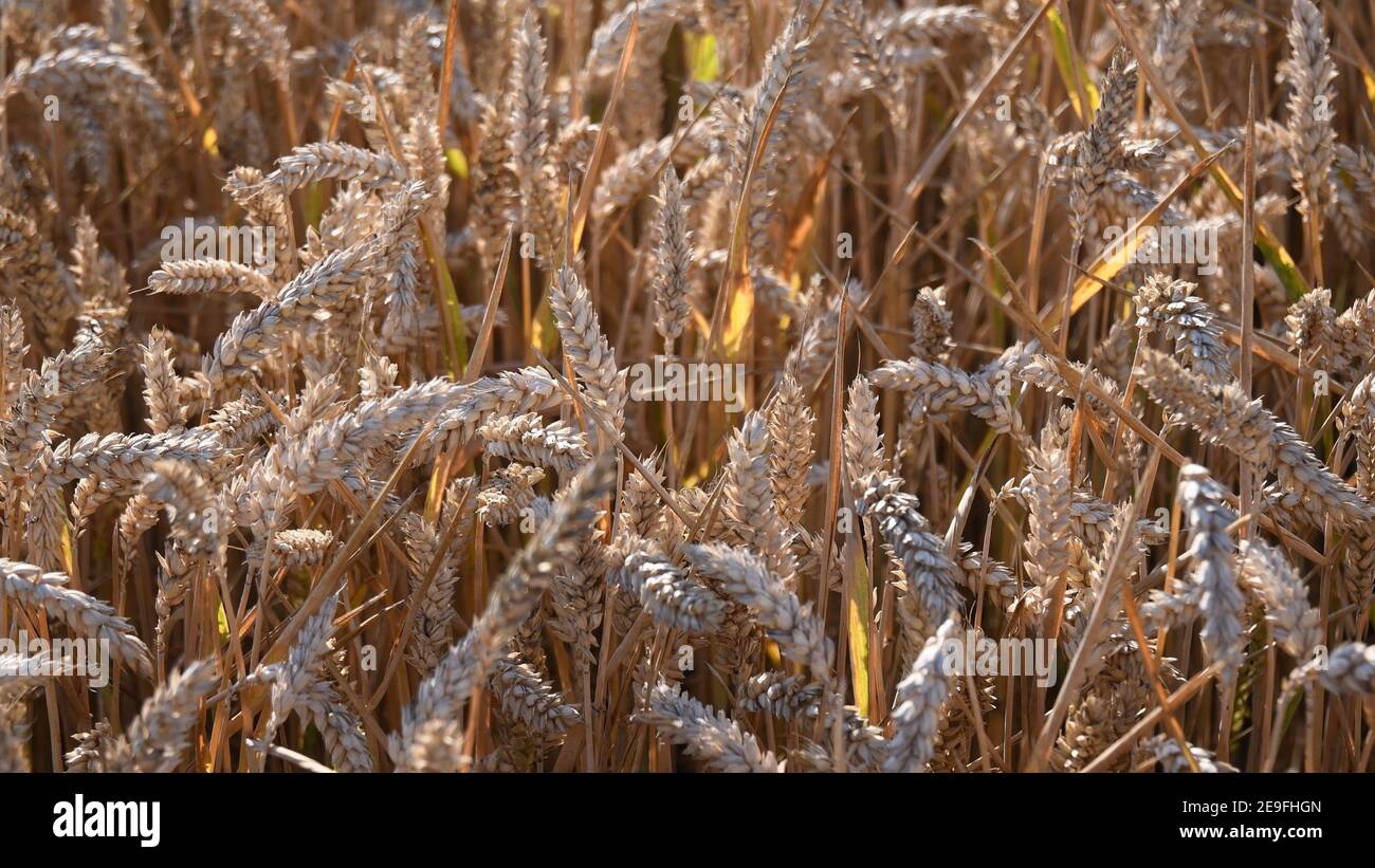 Durum wheat field for semola produce. Agriculture background. Ears of ...