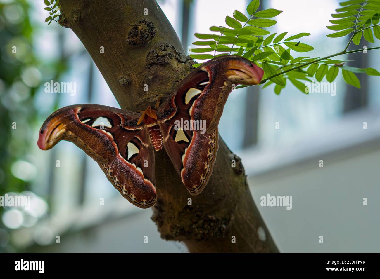 Beautiful big tropical butterfly sitting on a tree Stock Photo - Alamy