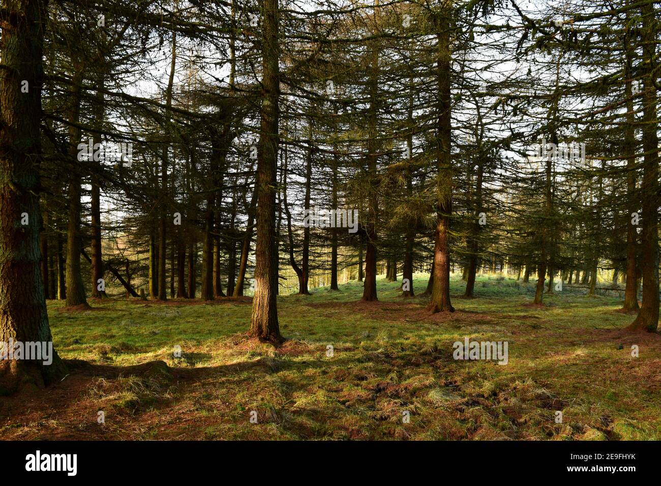 Woodland scene in england hi-res stock photography and images - Alamy