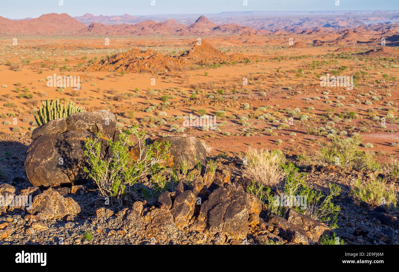 Desert landscape in the green kalahari region in the northern Cape ...