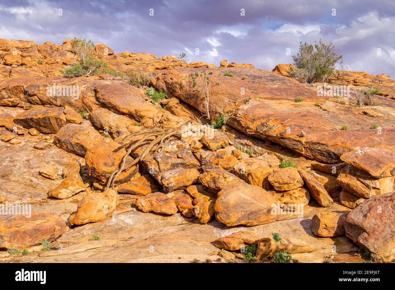 Desert landscape in the green kalahari region in the northern Cape ...
