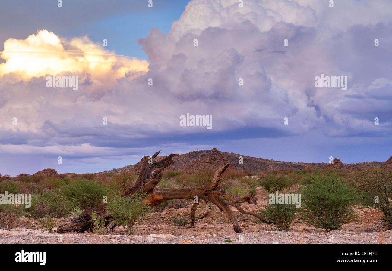 Desert landscape in the green kalahari region in the northern Cape ...