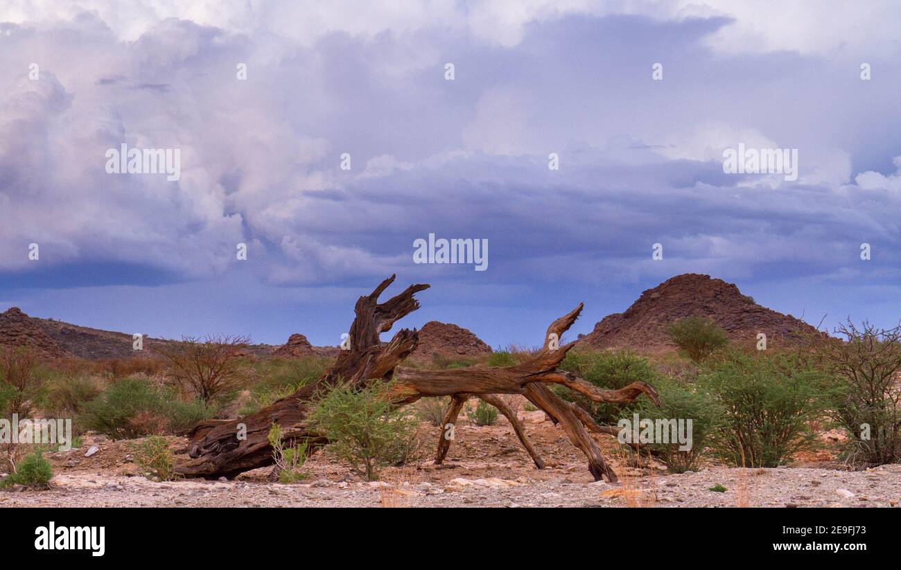 Desert landscape in the green kalahari region in the northern Cape ...