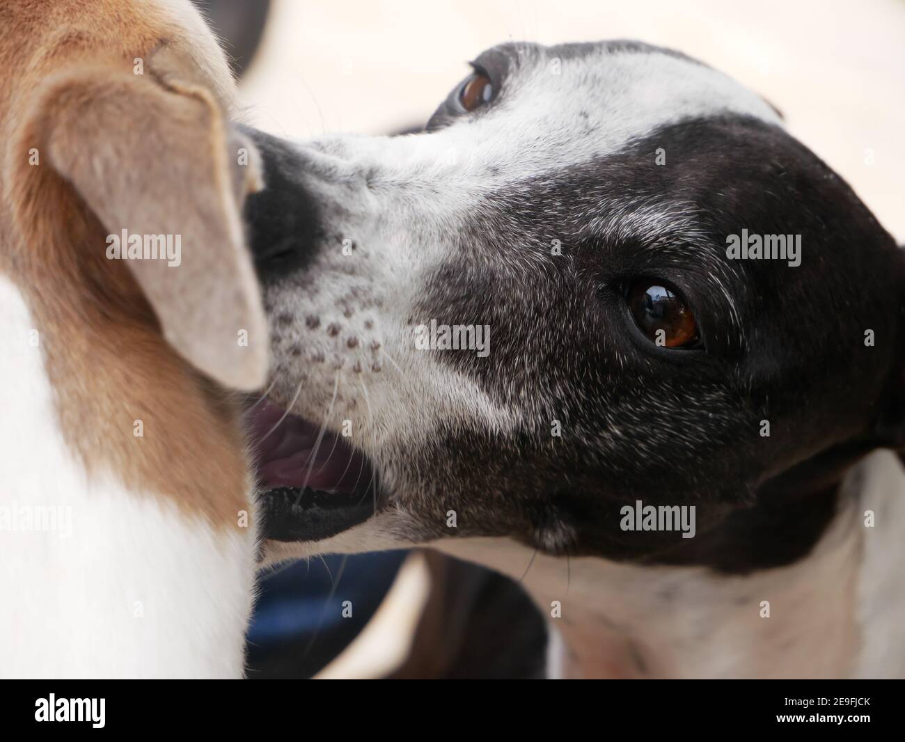 Adopt a greyhound hi-res stock photography and images - Alamy