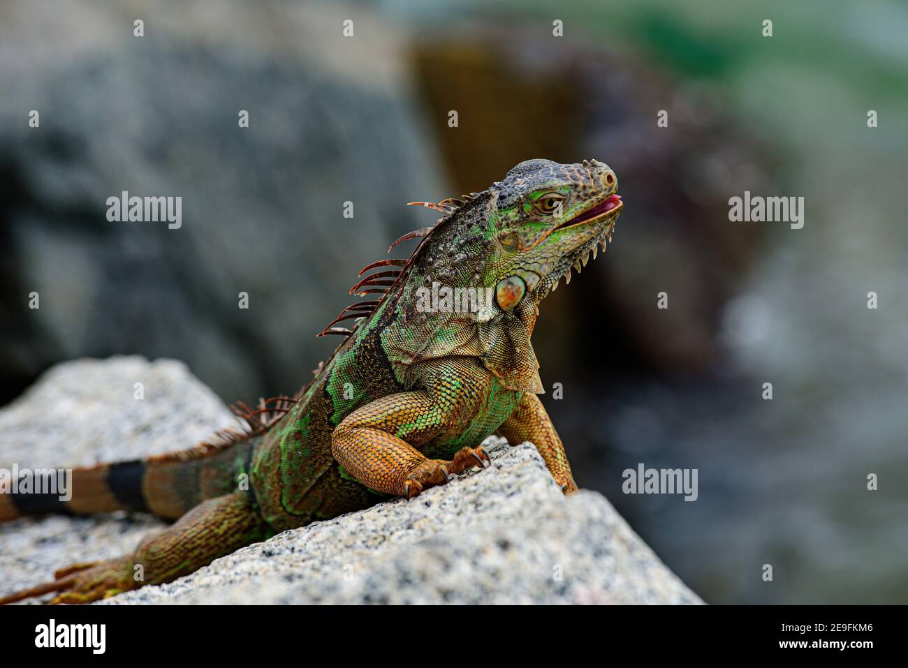 Close up of green iguana, Latin name Iguana iguana, in the south ...