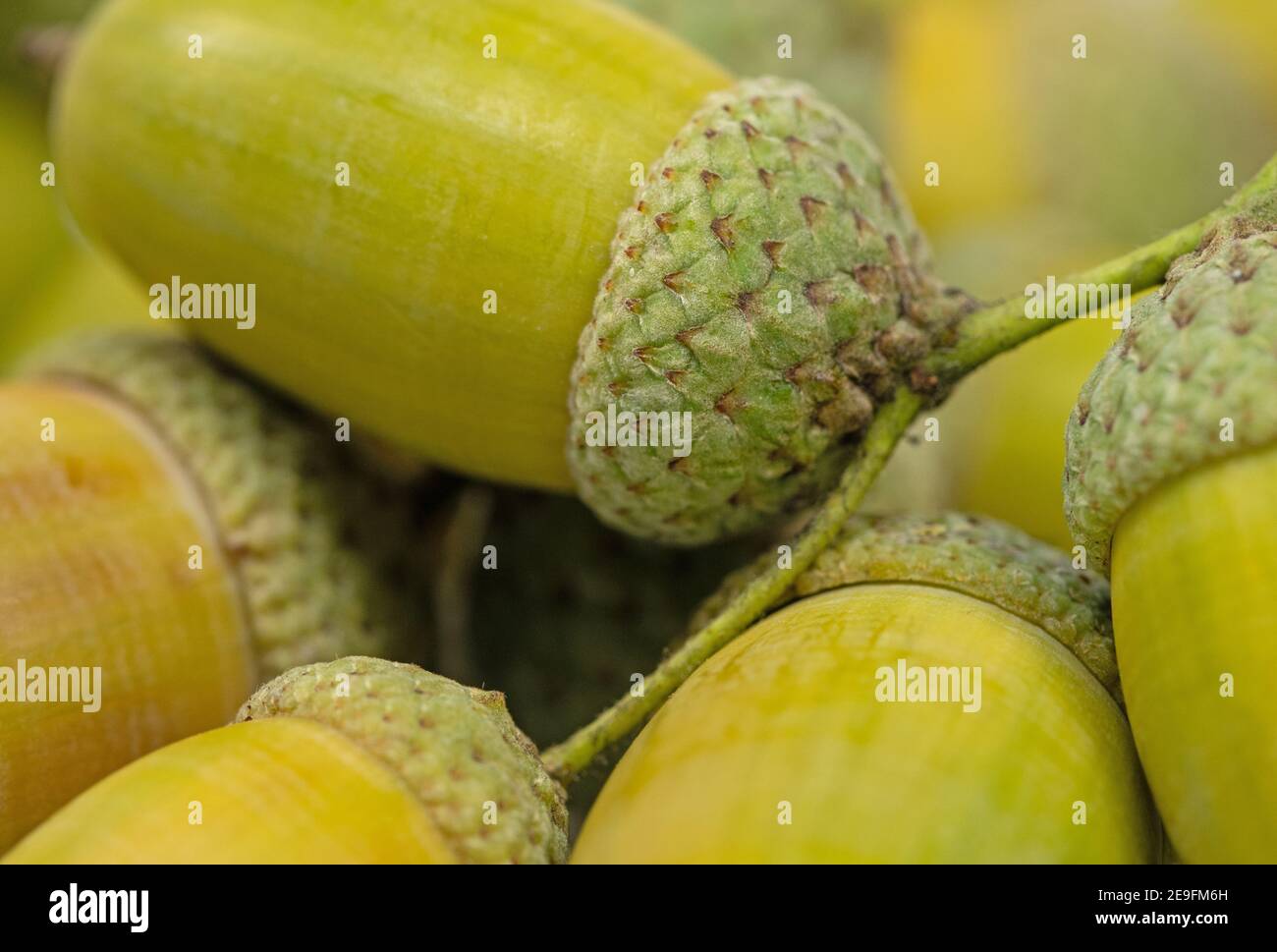 Fruits of the pedunculate oak, Quercus robur L., in autumn Stock Photo ...