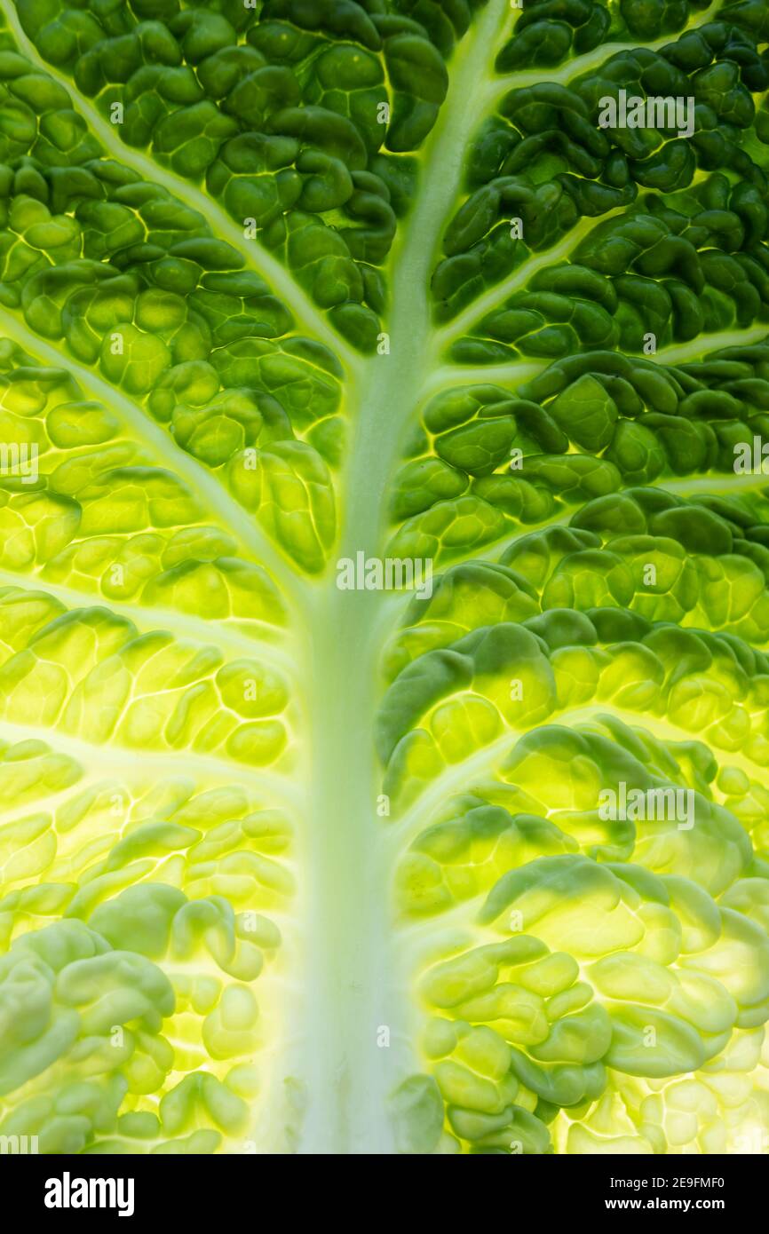 Forming cabbage head hi-res stock photography and images - Alamy