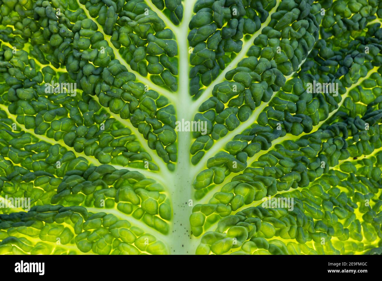 (Selective focus) Close-up view of a green savoy cabbage leaf. Macro ...