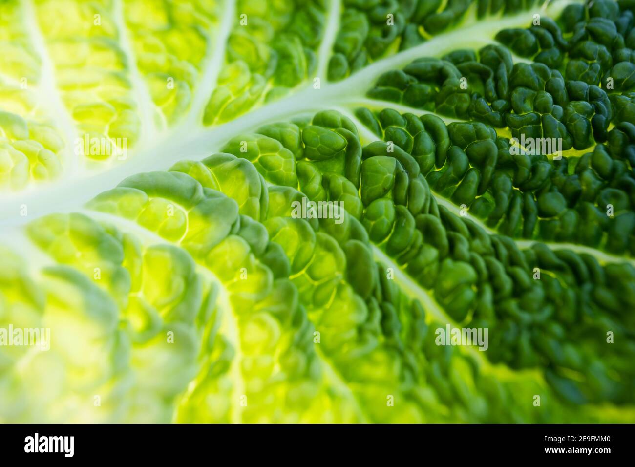 (Selective focus) Close-up view of a green savoy cabbage leaf. Macro ...