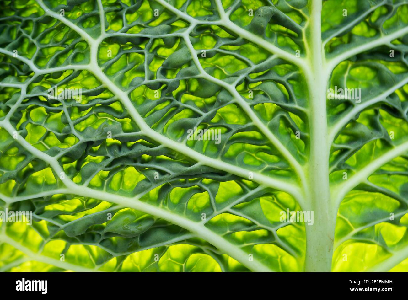 Forming cabbage head hi-res stock photography and images - Alamy