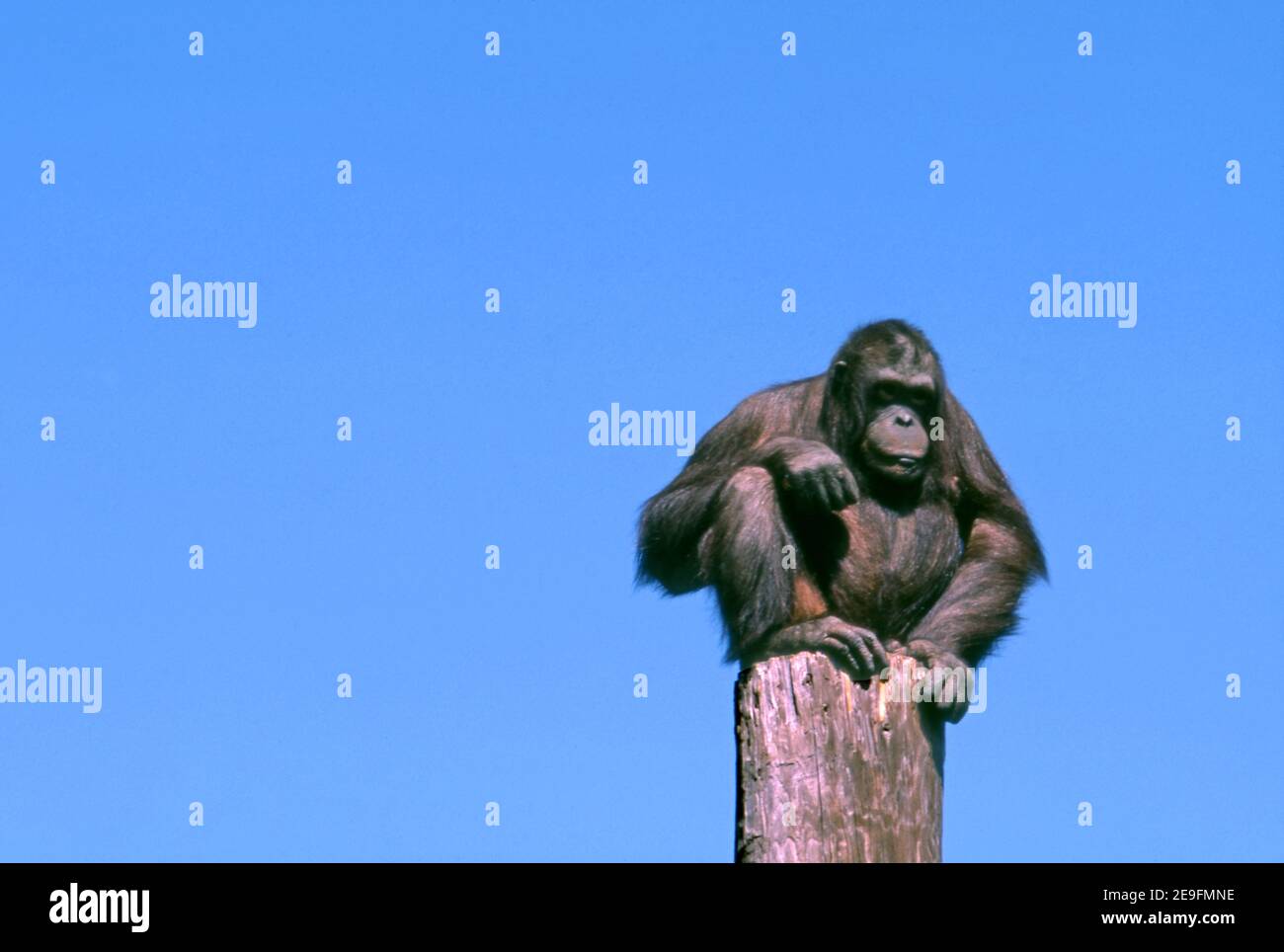 Bondo Ape Walking Upright