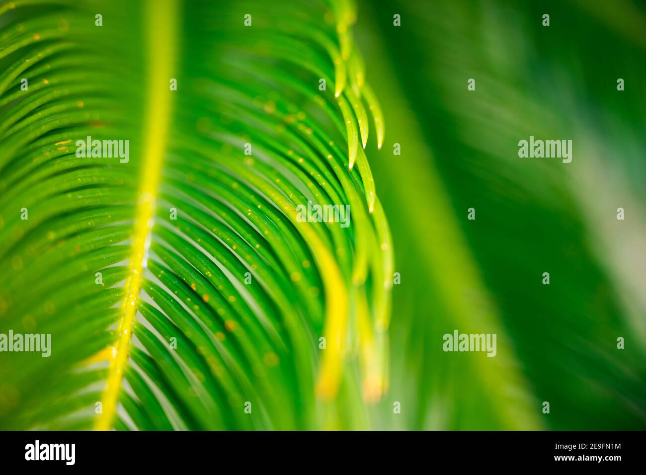 Cycas revoluta houseplant hi-res stock photography and images - Alamy