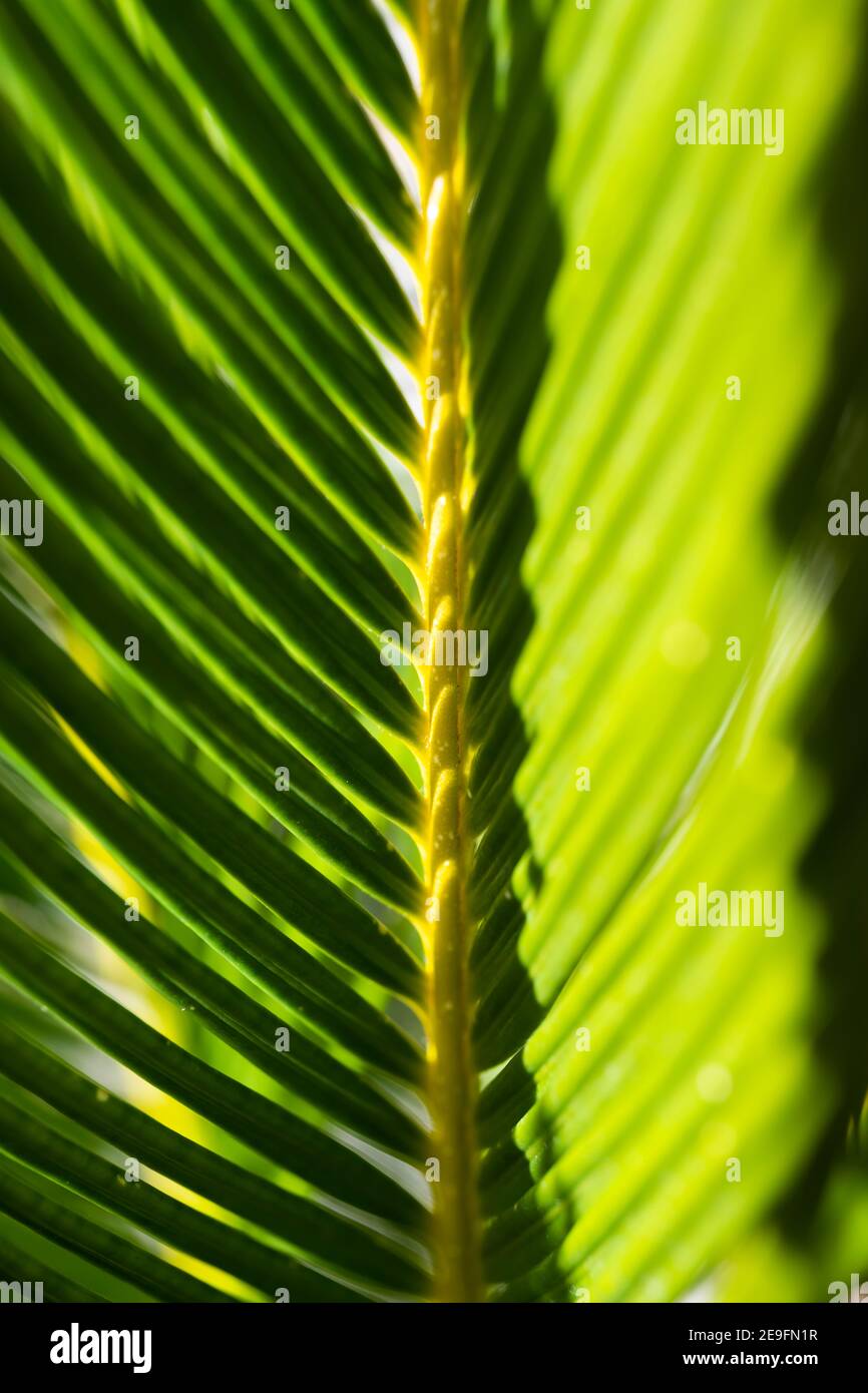 Cycas revoluta houseplant hi-res stock photography and images - Alamy