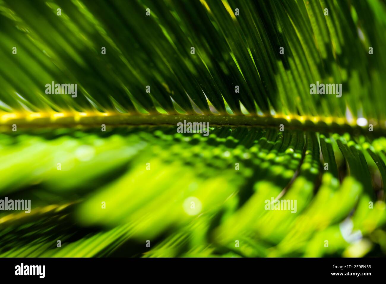 Cycas revoluta houseplant hi-res stock photography and images - Alamy