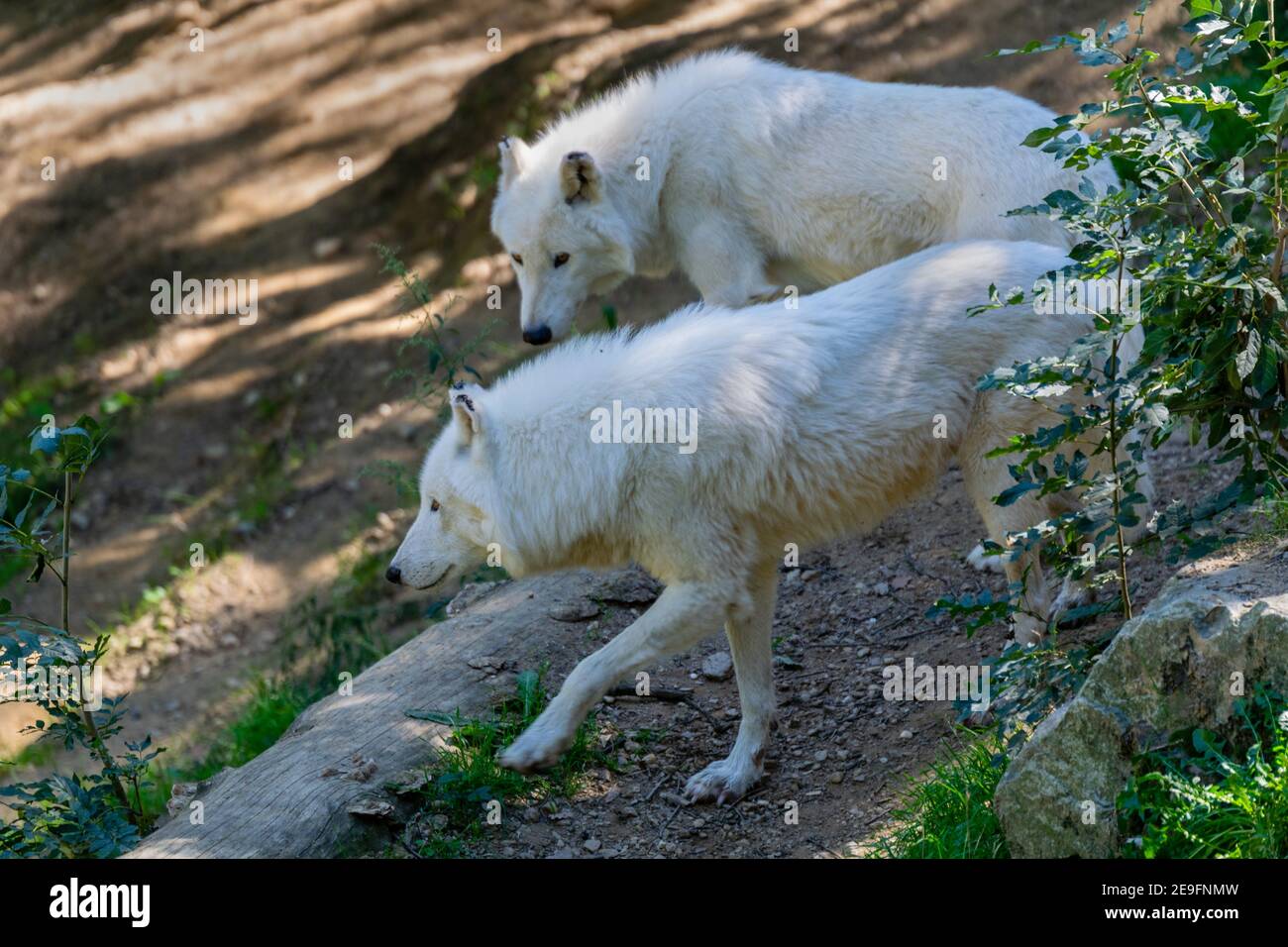 portrait of arctic wolf in the nature Stock Photo - Alamy