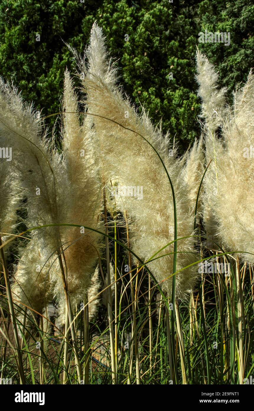Panicles of pampas grass in a botanical garden in the suburbs of Tehran ...