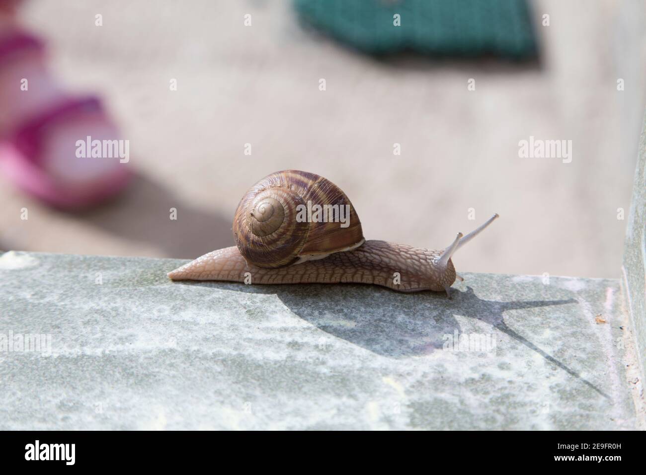Very cute snail is sliding on ceramic tiles. Background is blurred ...