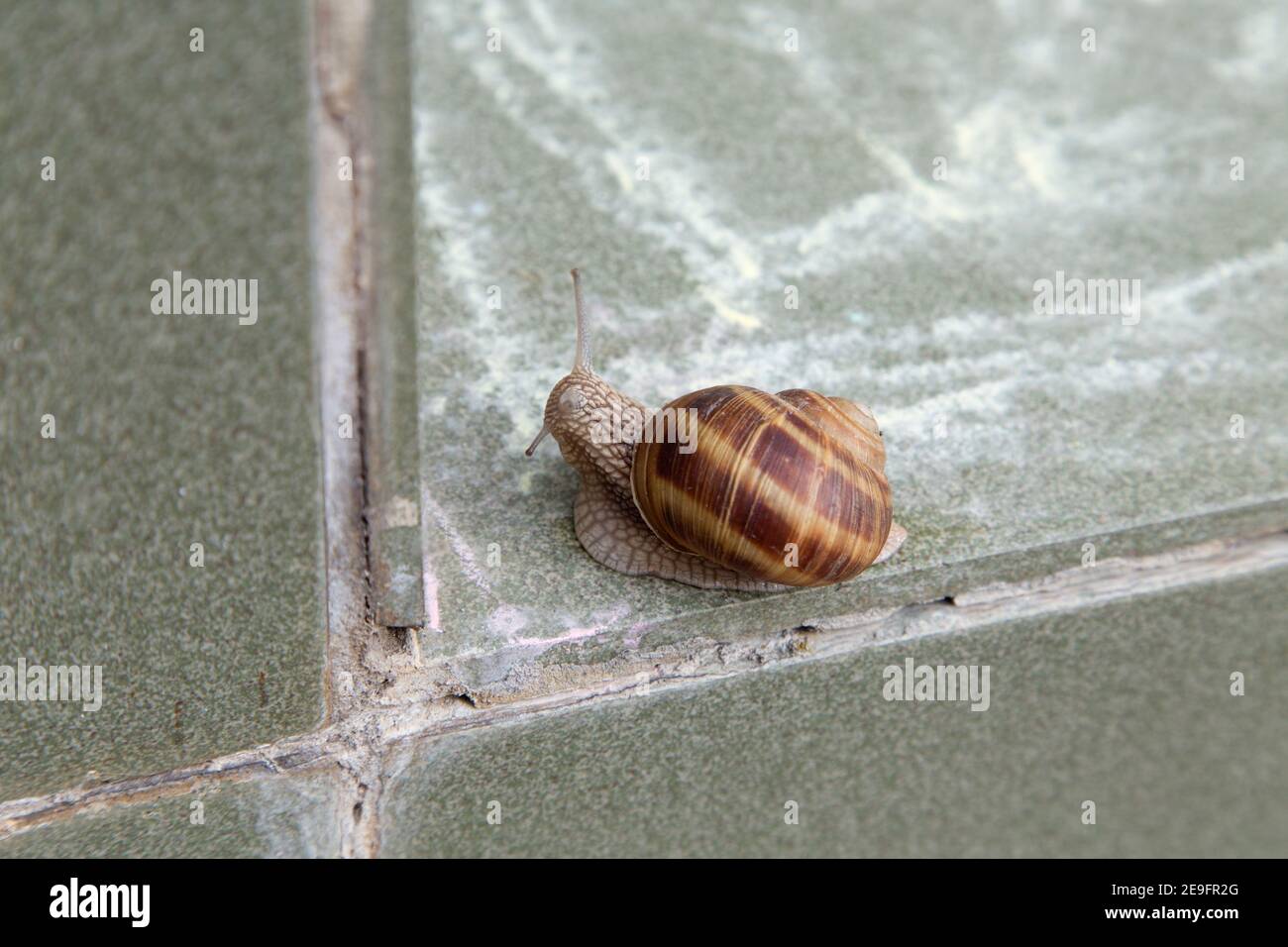 Very cute snail is sliding on ceramic tiles. Background is blurred ...