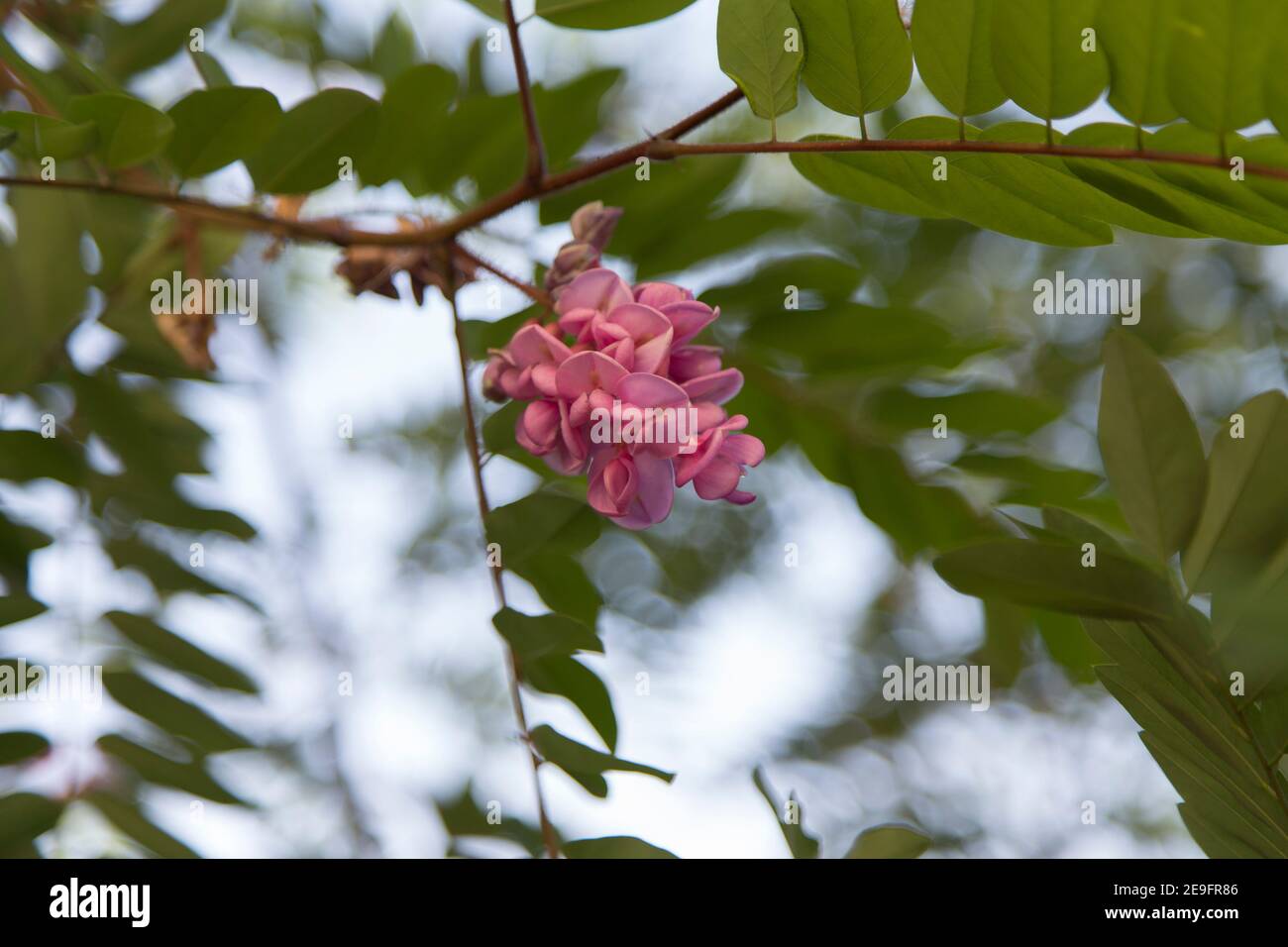 Central composition of blooming pink acacia tree. The background is ...