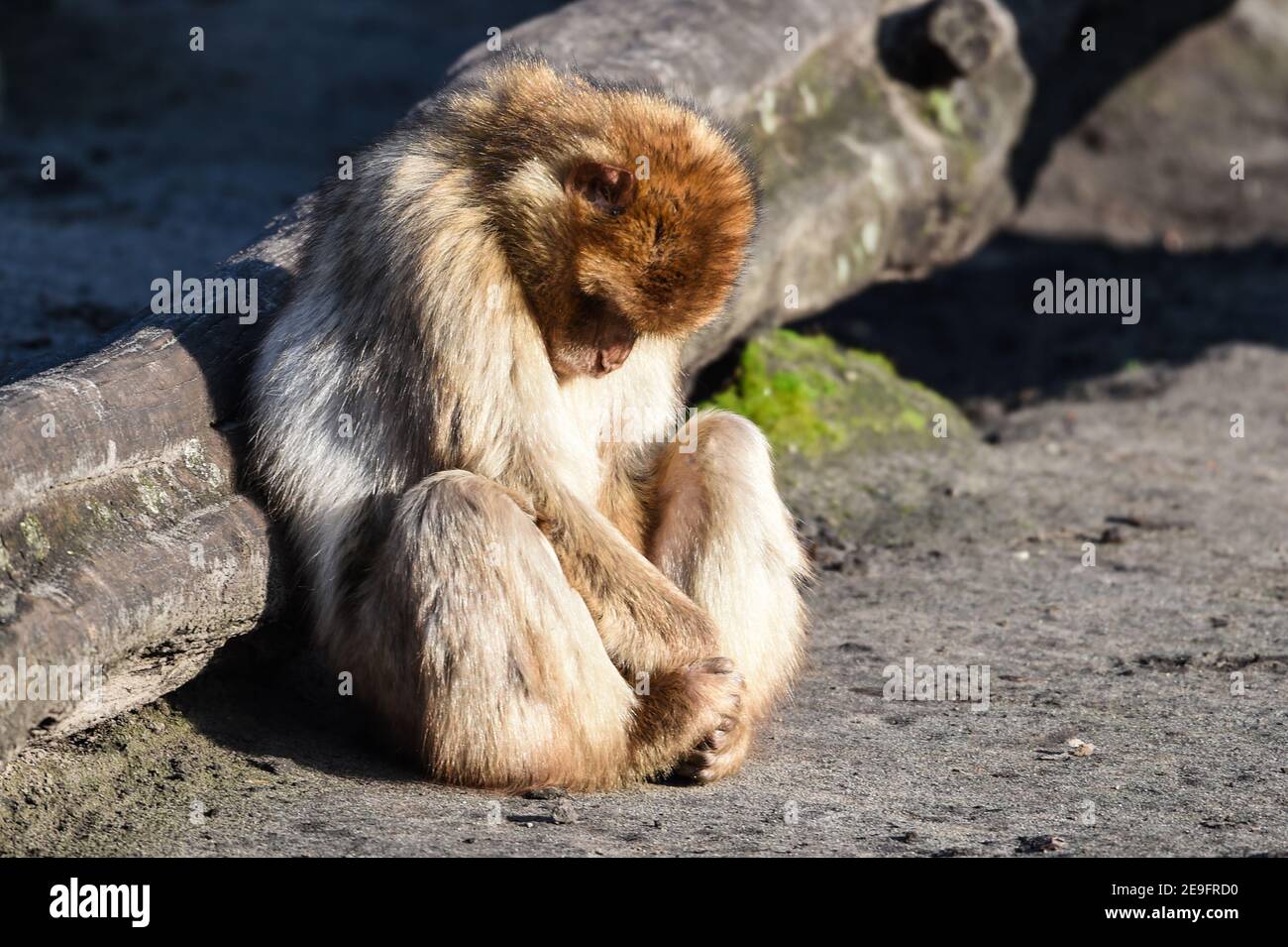 Berlin, Germany. 27th Jan, 2021. A Barbary ape (Macaca sylvanus) sits ...