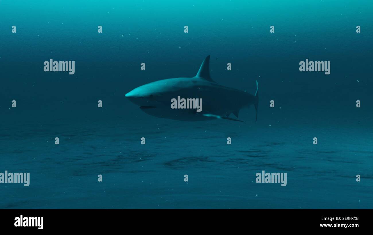 Closeup of A Great white shark swimming in the blue ocean water.3d ...