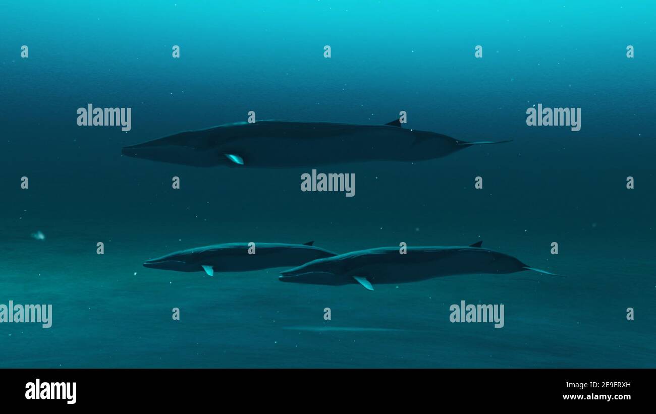 Closeup view of Rorqual whales swimming in the blue ocean water,3D rend ...