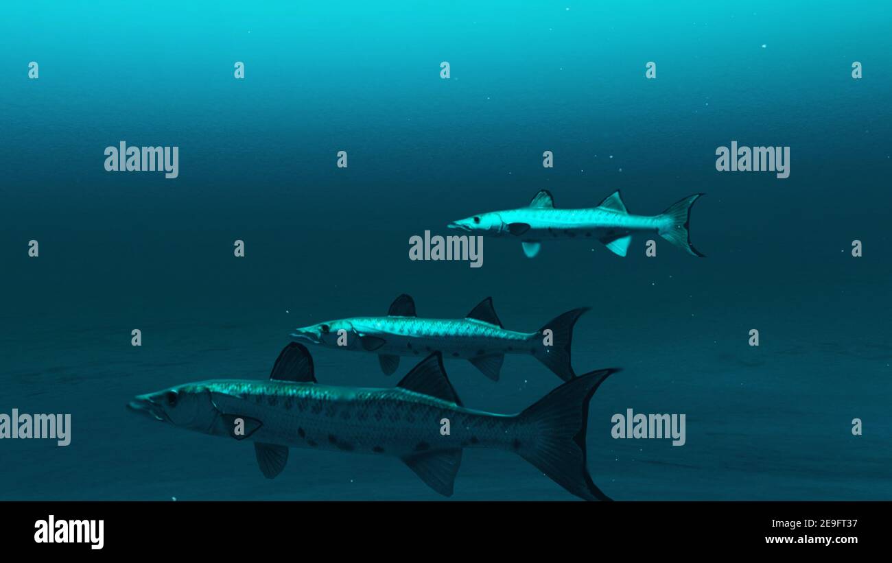 Majestic view of Barracuda fishes swimming in the deep blue ocean water ...