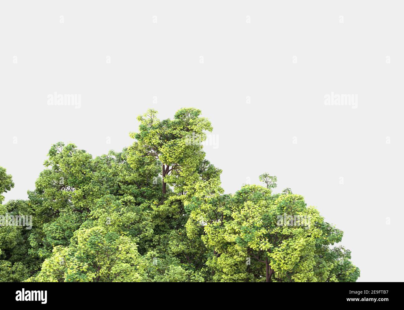 Forest isolated. Image useful for banners and posters or photo ...