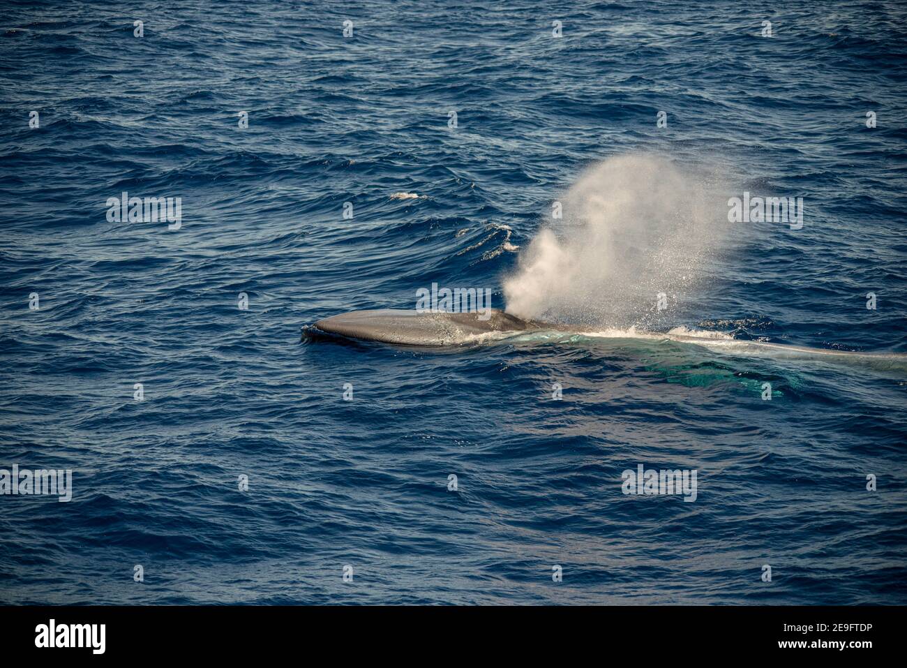 Whale blowing spray hi-res stock photography and images - Alamy