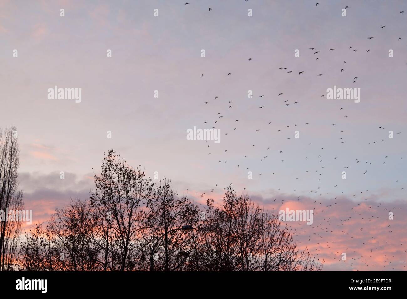 Red flock pattern hi-res stock photography and images - Alamy
