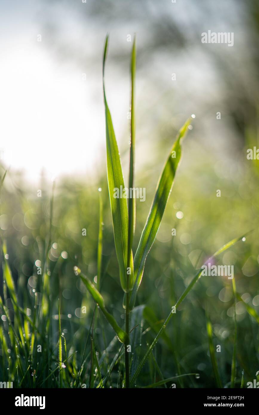 Grass quality hi-res stock photography and images - Alamy