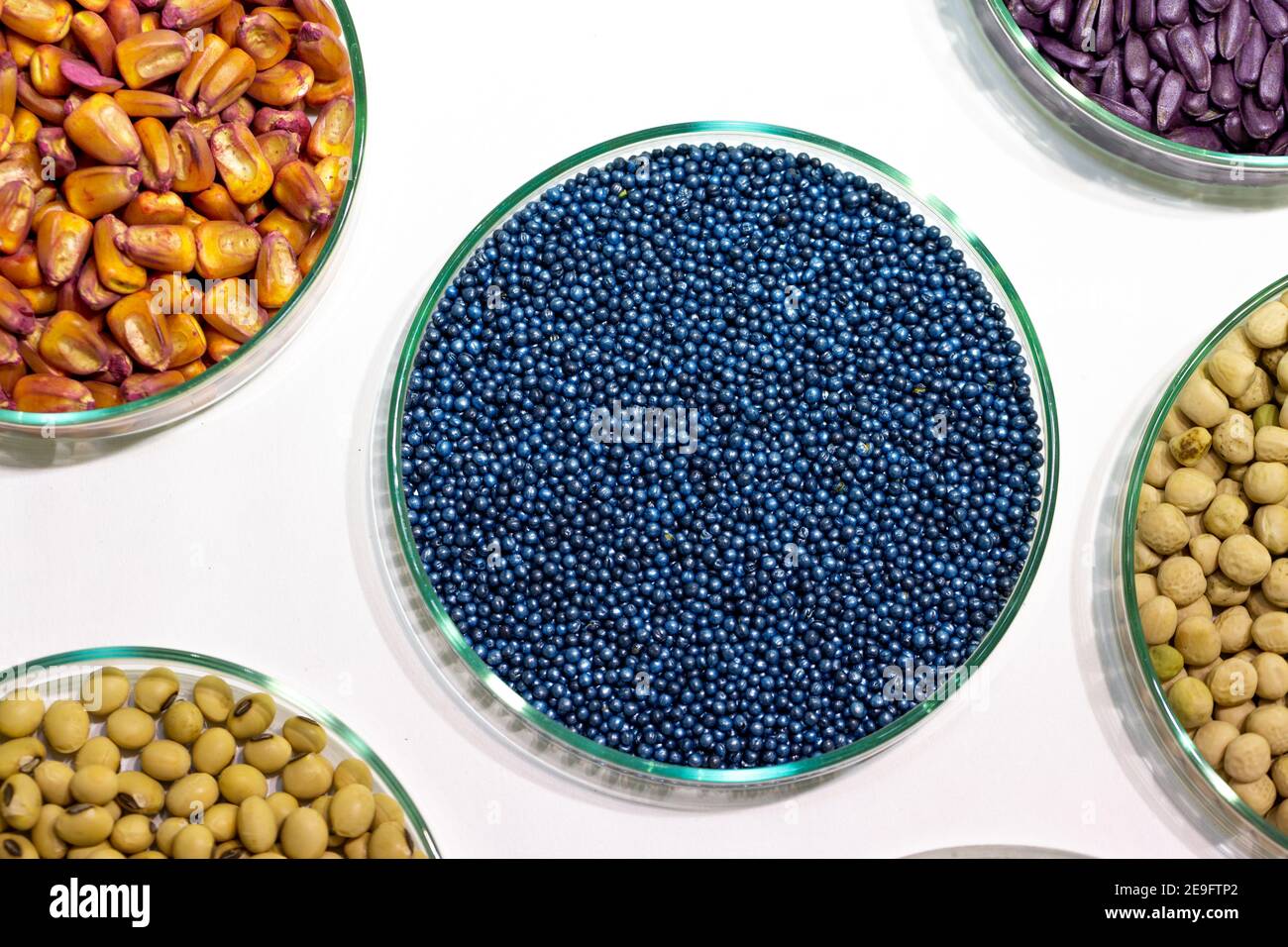 Macro. Processed blue-coated rapeseed seeds in a petri dish in the lab ...