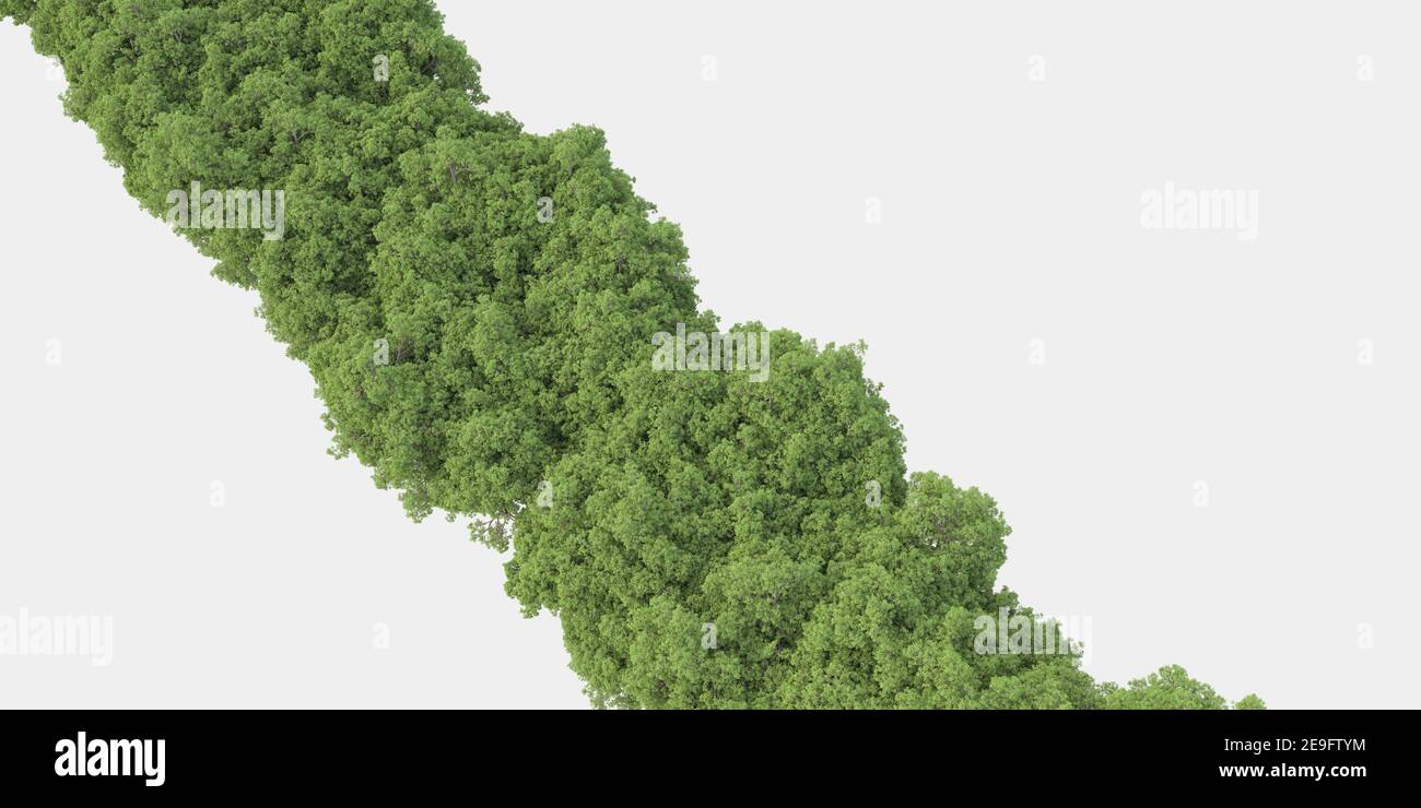 Forest isolated. Image useful for banners and posters or photo ...