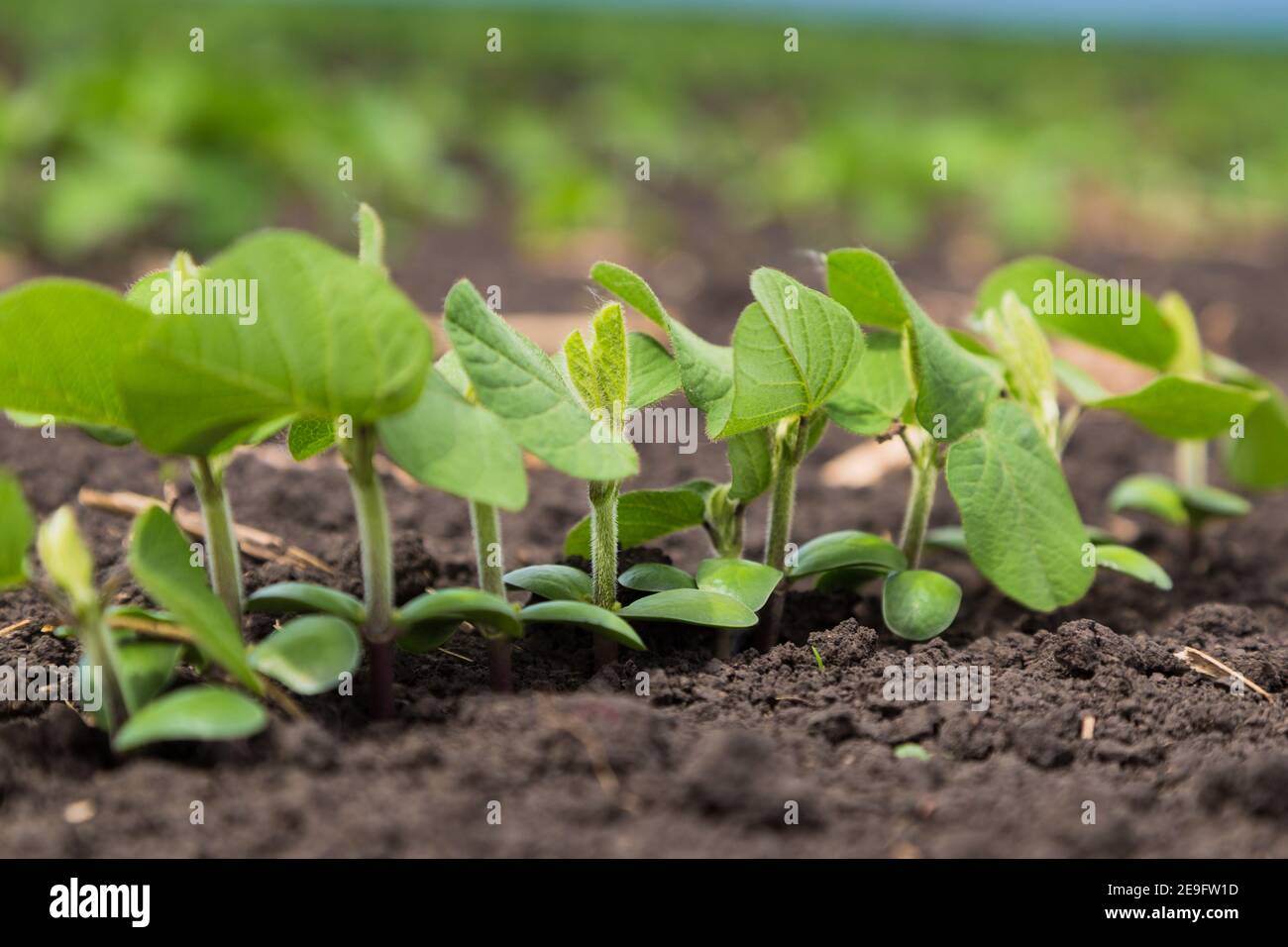 Soybean plant roots hi-res stock photography and images - Alamy