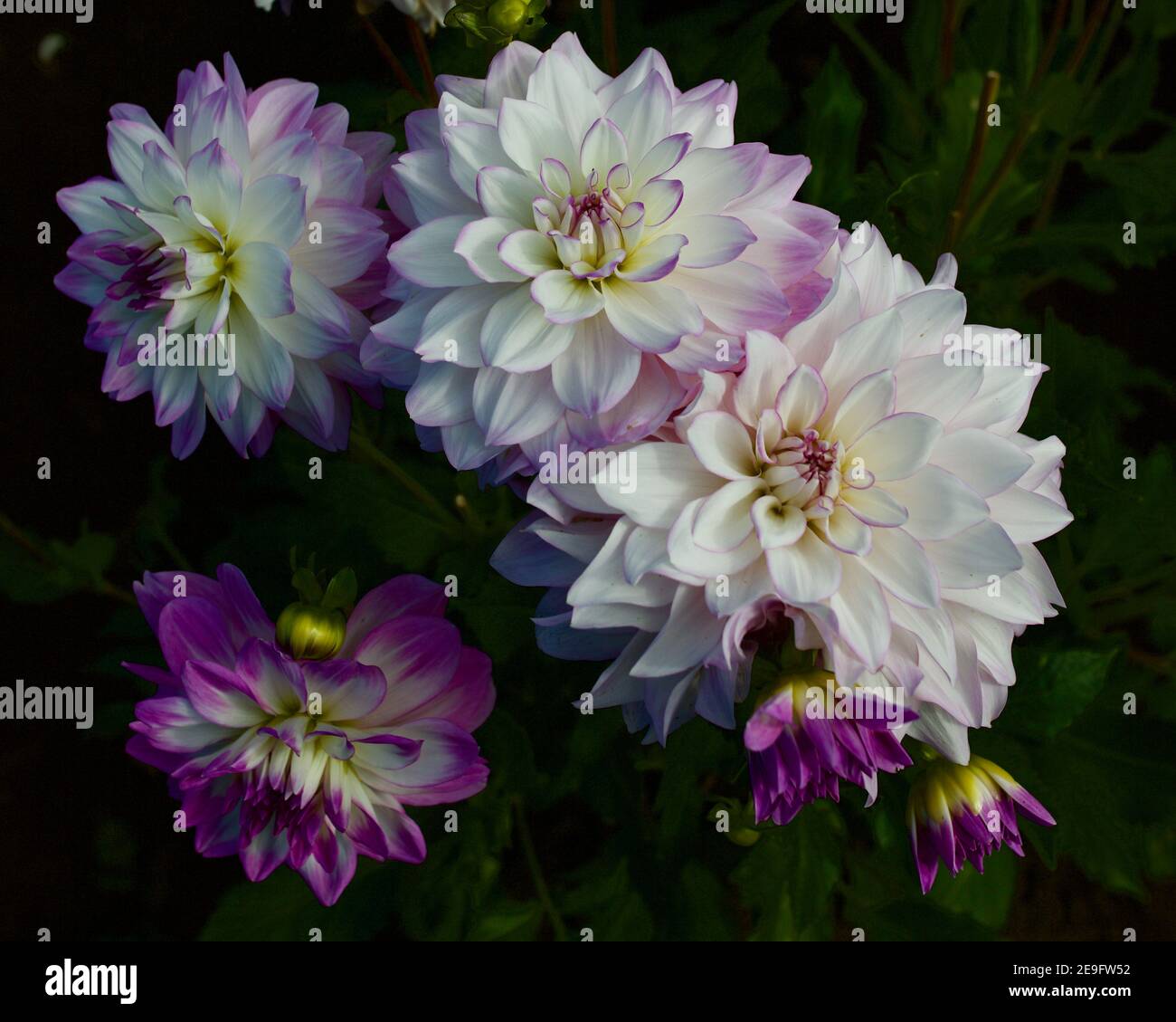 Mikayla Miranda dahlia captured at Swan Island Dahlias in Canby, Oregon ...