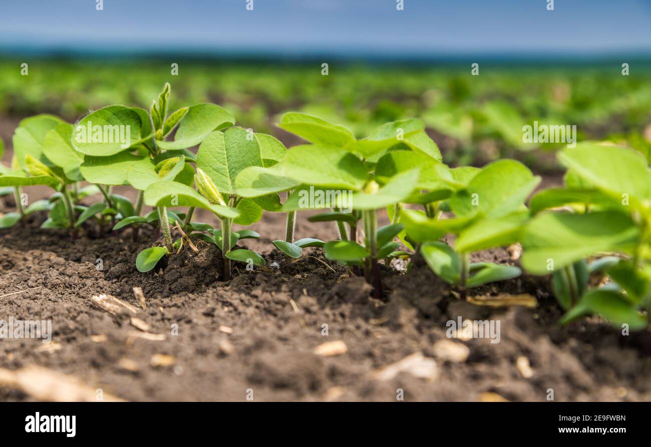 Fresh green soy plants on the field in spring. Rows of young soybean ...