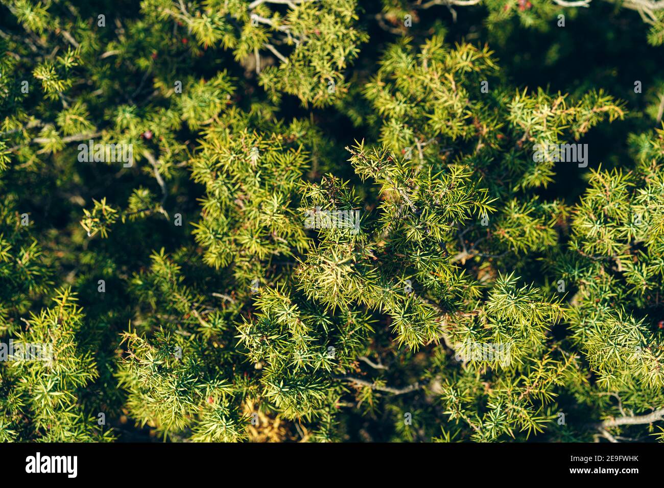 Green juniper bush branches in sunlight, background Stock Photo - Alamy