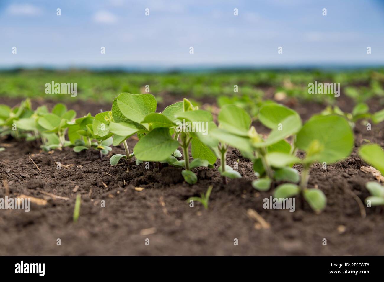 Fresh green soy plants on the field in spring. Rows of young soybean ...