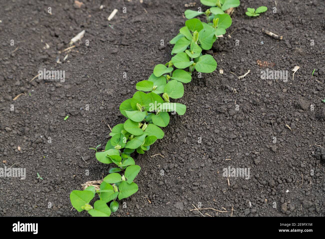 Fresh green soy plants on the field in spring. Rows of young soybean ...
