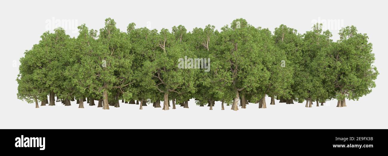 Forest isolated. Image useful for banners and posters or photo ...