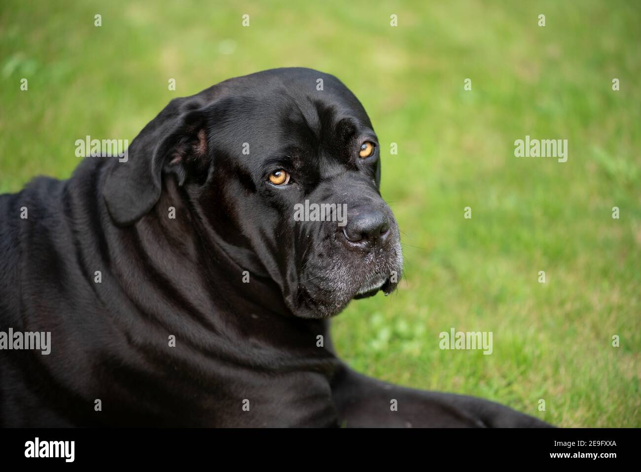 The Cane Corso is an Italian breed of mastiff Stock Photo - Alamy