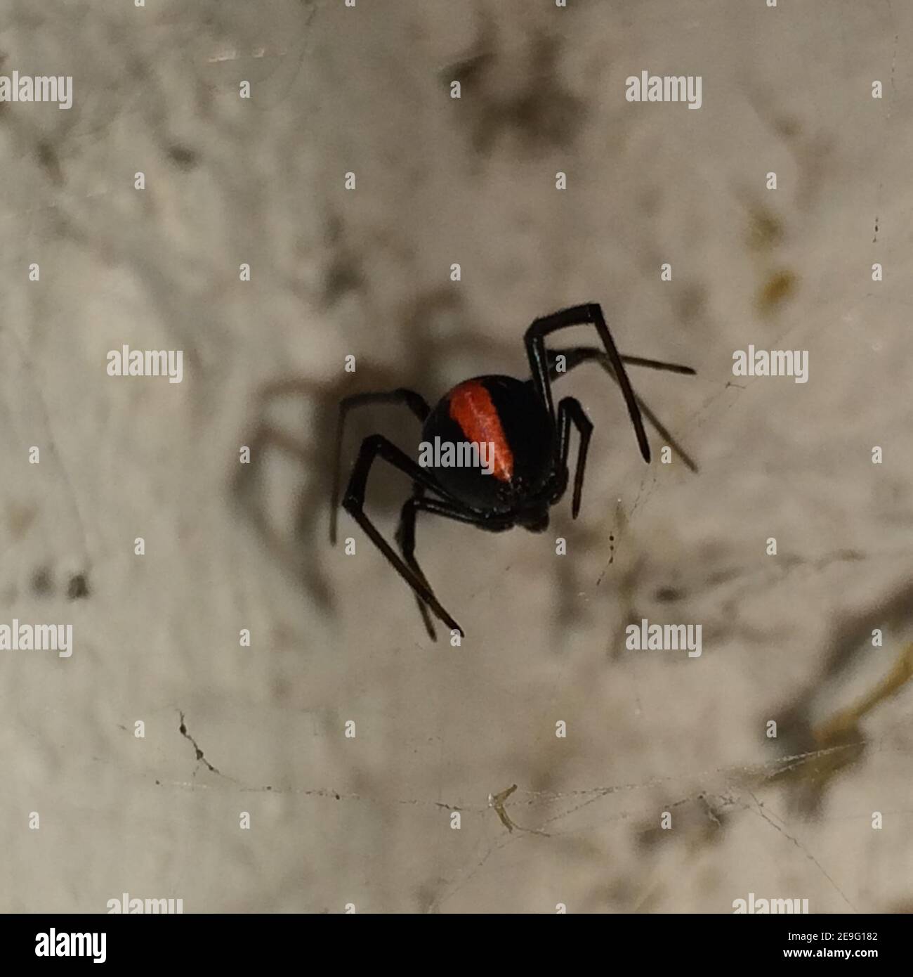 Redback spiders hi-res stock photography and images - Alamy